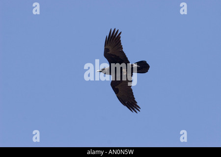 Chihuahuan Raven Corvus cryptoleucus Tucson Pima Co ARIZONA USA 15 ...