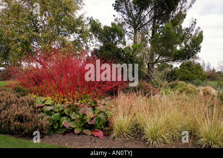 Autumn shrub border Cornus alba 'Spaethii', Cornus stolonifera ...