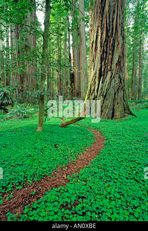 Trail through forest at Stout Grove, Jedediah Smith Redwoods State Park ...
