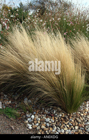 Autumnal evergreen UK garden border containing Miscanthus Sinensis ...