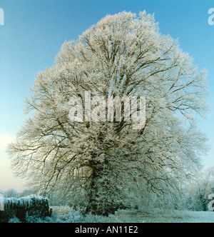 Elm trees in winter Stock Photo - Alamy