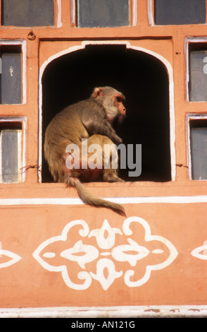 Hawa mahal monkey Stock Photo - Alamy