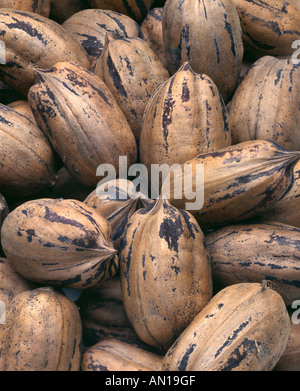 PILE OF PECANS STUDIO GEORGIA Stock Photo - Alamy