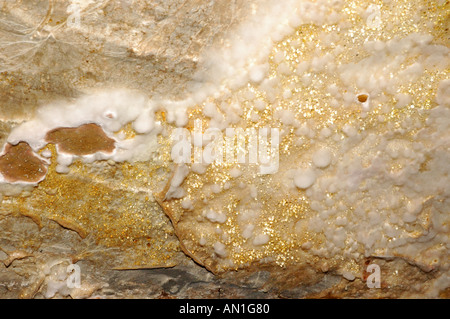 mycelium and hyphae of dry rot fungus growing on wooden parquet floor ...