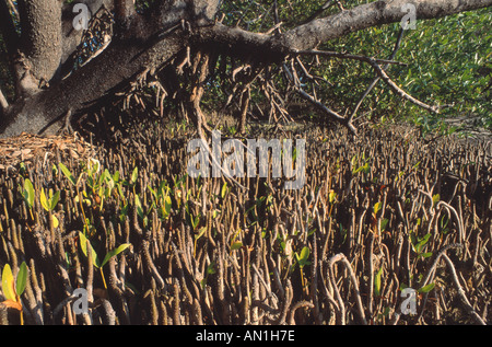 Breath roots (Pneumatophores) of mangroves Stock Photo - Alamy
