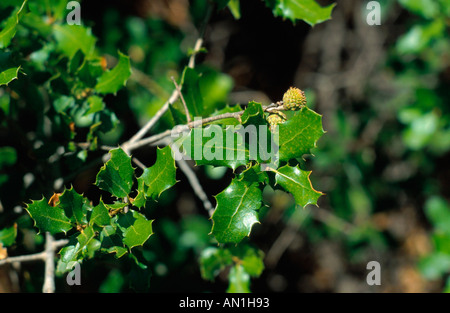 Kermes Oak (Quercus coccifera), Provence, Southern France (Quercus ...