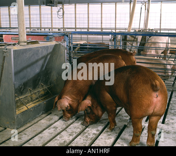150 LB. FEEDER HOG Stock Photo - Alamy