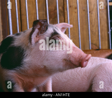 Close up of a hairy spotted pig Kune Kune ( coonie coonie ) in field ...