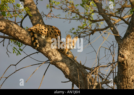 serval in a tree at kruger Stock Photo - Alamy