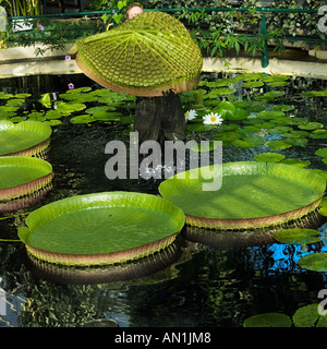 giant lily pad umbrella santa cruz lily kew gardens Stock Photo - Alamy