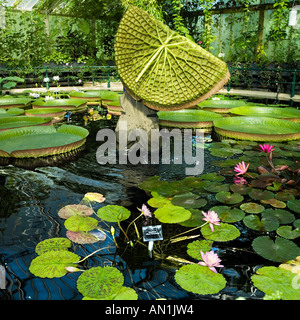 giant lily pad umbrella santa cruz lily kew gardens Stock Photo - Alamy