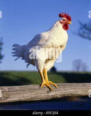 HUBBARD CROSS BROILER, 8 WEEK OLD COCKEREL Stock Photo - Alamy