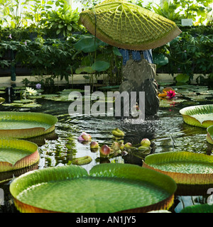 giant lily pad umbrella santa cruz lily kew gardens Stock Photo - Alamy