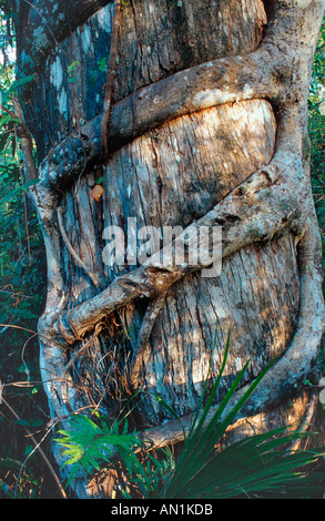 strangler fig (Ficus aurea), fig strangling host tree, USA, Florida ...