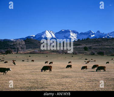 CROSSBRED CATTLE GRAZING AT THE FOOT OF THE MOUNTAINS / COLORADO Stock ...