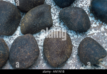 ignatius bean, curare (Strychnos amara, Strychnos ignatii, Strychnos ...