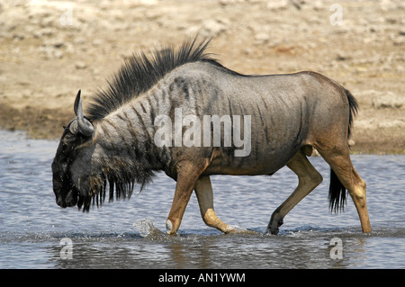 Streifengnu / Blue wildebeest / Connochaetes taurinus Stock Photo - Alamy