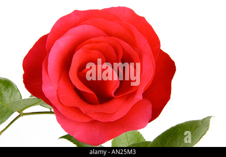 Close up of a red rose Stock Photo - Alamy