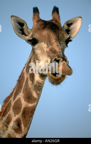 Giraffe (Giraffa camelopardalis) head and face Stock Photo - Alamy