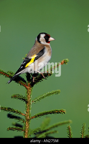 Stieglitz Distelfink europa europe European Goldfinch Carduelis ...