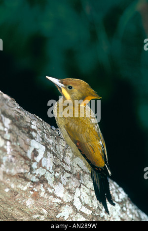 Greater Yellow-naped Woodpecker, Picus flavinucha, Uttarakhand, India ...