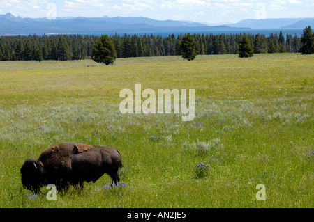 wild buffalo on the prairie Stock Photo - Alamy