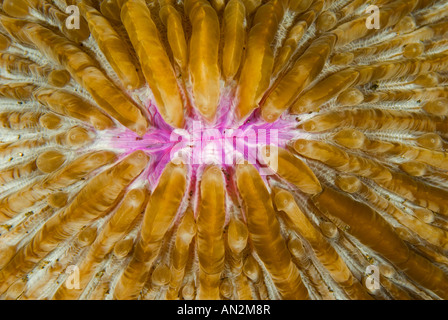 Mushroom Coral, Komodo national park, Indonesia (Ctenactis echinata ...