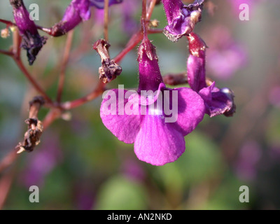 Nodding Violet- Streptocarpus caulescens-Family Gesneriaceae Stock ...