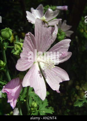 hollyhock mallow, large-flowered mallow, pink mallow, vervian ...