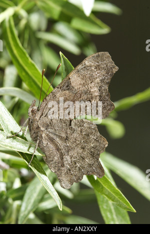 Green Comma Polygonia faunus Little Colorado River White Mountains ...