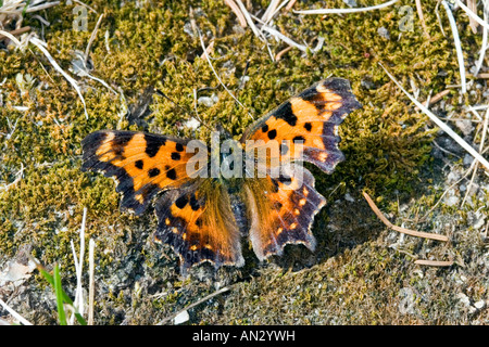 Green Comma Polygonia faunus Gunflint Trail Cook County Minnesota ...