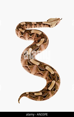 West African Gaboon viper, bitis gabonica rhinoceros, Head of Adult ...