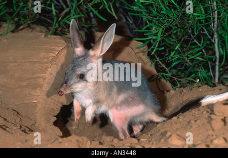 Bilby Macrotis lagotis Rabbit sized marsupial Endangered Australia ...