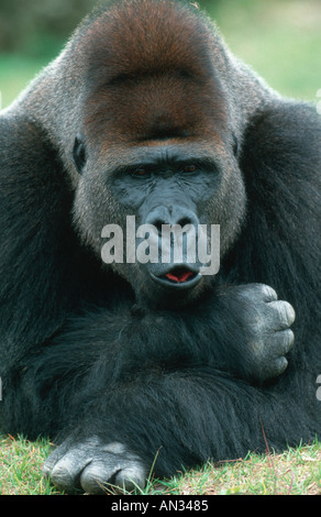Eastern Lowland Gorilla, gorilla gorilla graueri, Silverback Male Stock ...