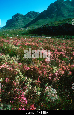 FYNBOS Known for its high plant diversity Cape Floral Kingdom ...