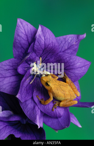Spring peeper Hyla crucifer sitting on garden Spiderwort flower Ontario ...