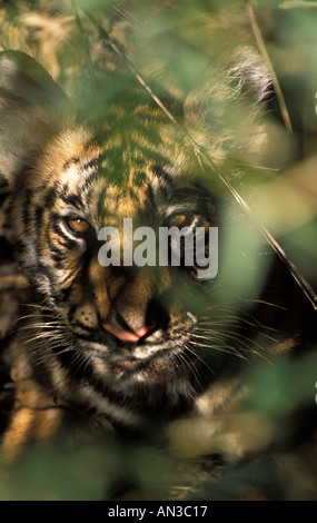 Tiger cub hiding Stock Photo - Alamy