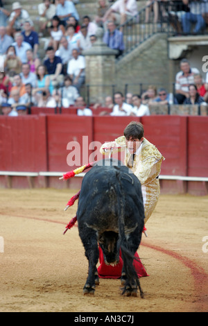 Bull fighting, torero stabbing bull with estoque sword, during the ...