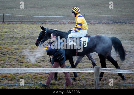 Black Morgan Horse stallion being ridden by a man in traditional Stock ...