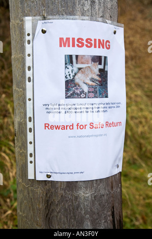 A reward notice for a missing cat by animal search UK in Lavenham ...