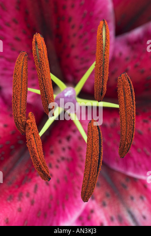 Stargazer Lily flower showing stamens and anthers Stock Photo - Alamy