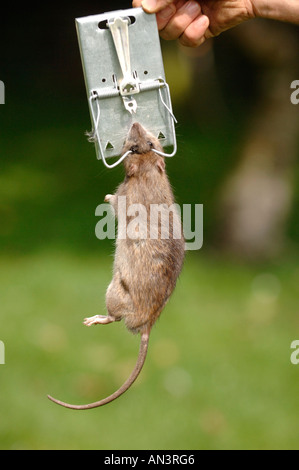 Brown rat caught in a black metal trap Stock Photo - Alamy