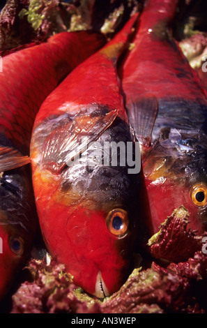 Vieja fish TENERIFE ISLAND Canary Islands SPAIN Stock Photo - Alamy