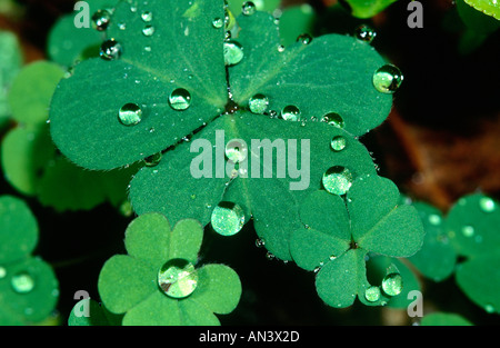 Water drops on clover leaves, close up, France Stock Photo - Alamy