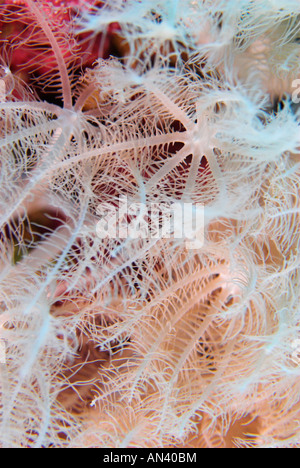 the coral on hand Stock Photo - Alamy