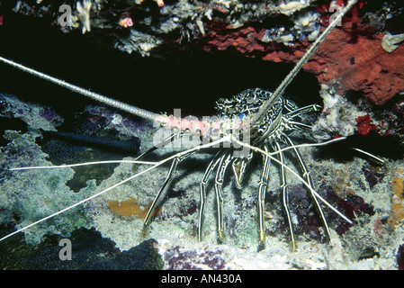 Painted Crayfish, Panulirus versicolor. Juvenile. Also known as Spiny ...