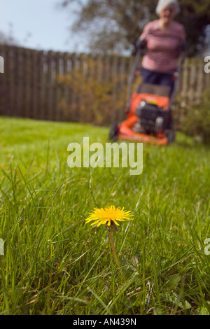 Lady cutting grass with red Flymo mower approaching yellow Dandelion ...