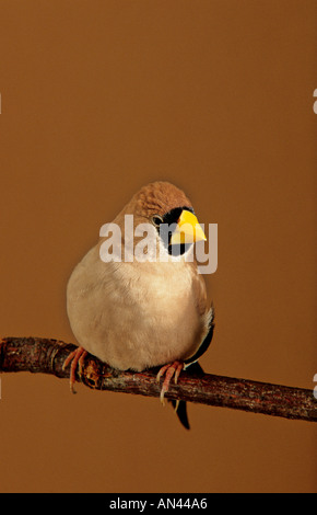 Masked Grassfinch Poephila personata a bird nobody hi-res blurry ...
