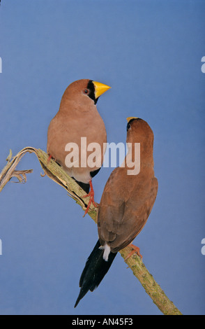 Masked Grassfinch Poephila personata a bird nobody hi-res blurry ...