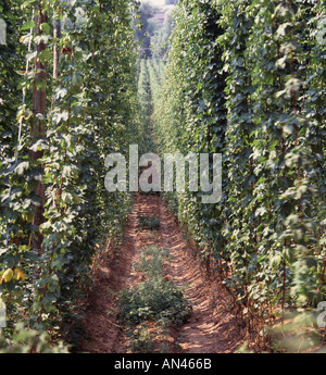 hop farming in herefordshire Stock Photo - Alamy